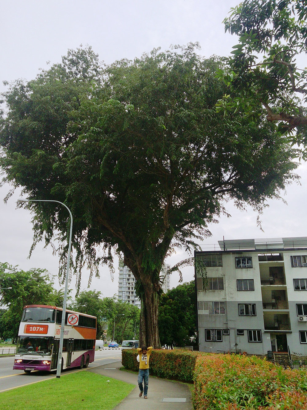 Angsana – Wild Dot